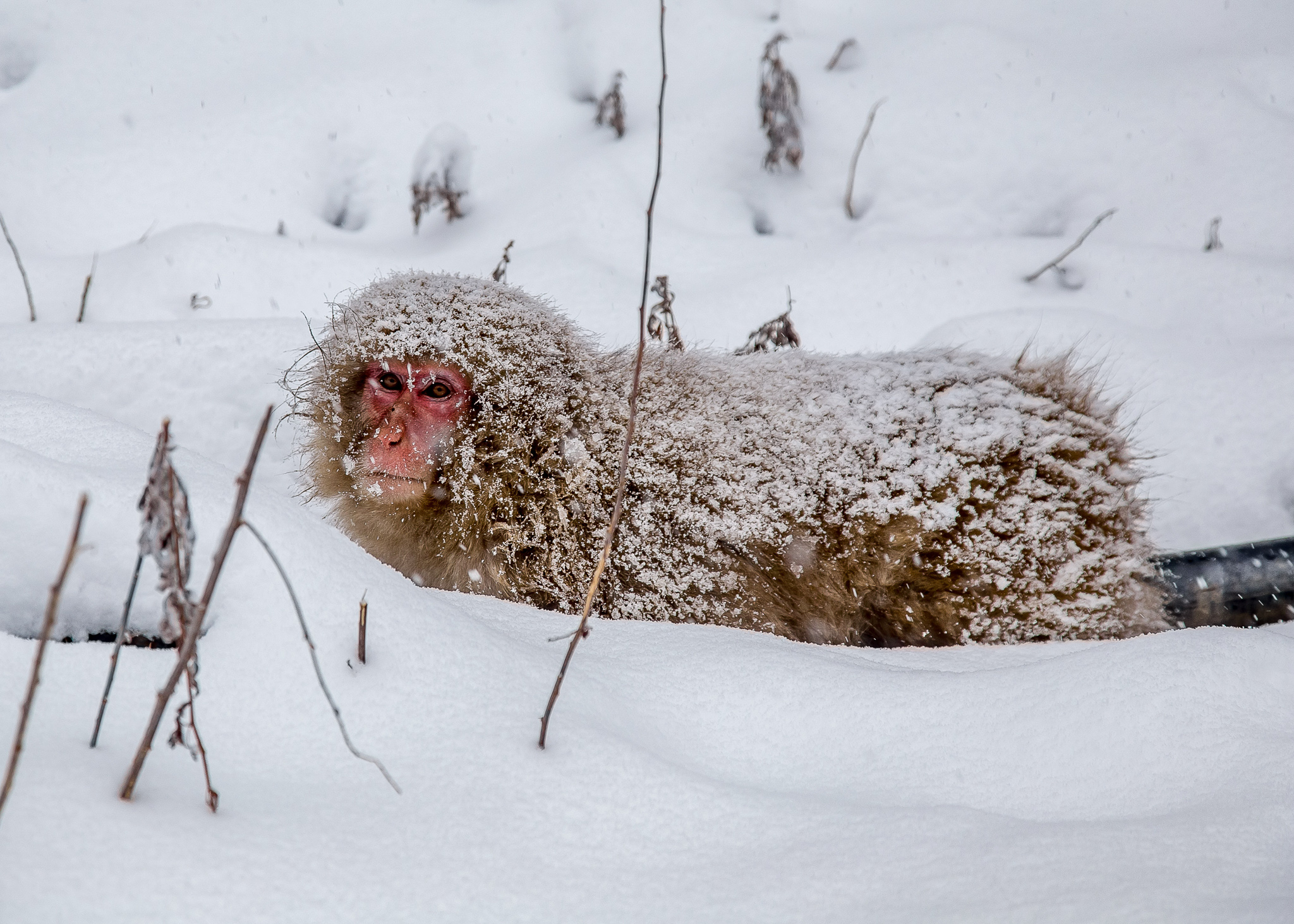 A Guide on Visiting Snow Monkeys in Japan - Your Travel Flamingo